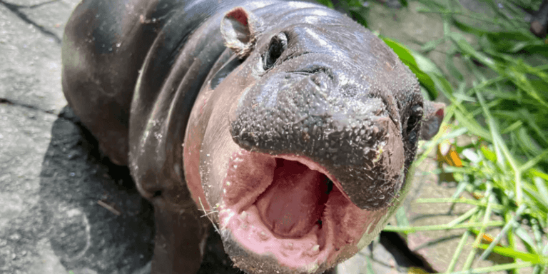 Meet Moo Deng: The Adorable Baby Pygmy Hippo Taking the Internet by ...